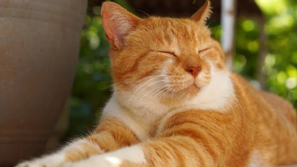10 Best Cat Breeds To Have At Home - The News Pit
