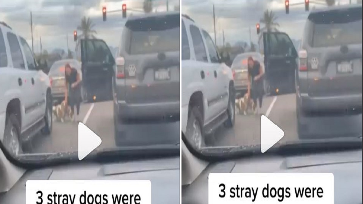 Viral Video: Woman Rescues Stray Dogs from busy street, Netizens ...